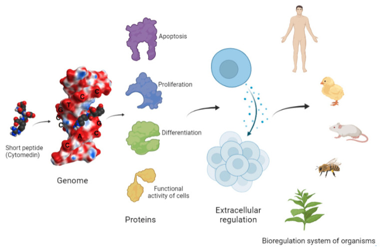 Peptide Calculator | Free & Accurate Tool for Dosage & Reconstitution